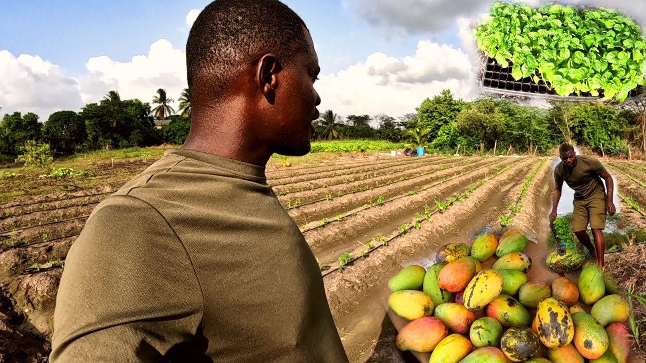 planting Scotch bonnet pepper in the mud and water on scrakey farm ...