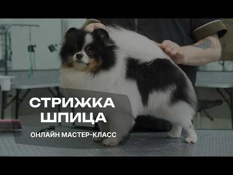 Стрижка Шпица