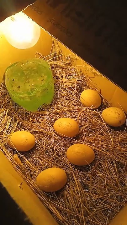 #experimentos#chocadeira#galinhas#viral #shorts#reels#fyp#foryou#feedshorts#viralshorts# ...