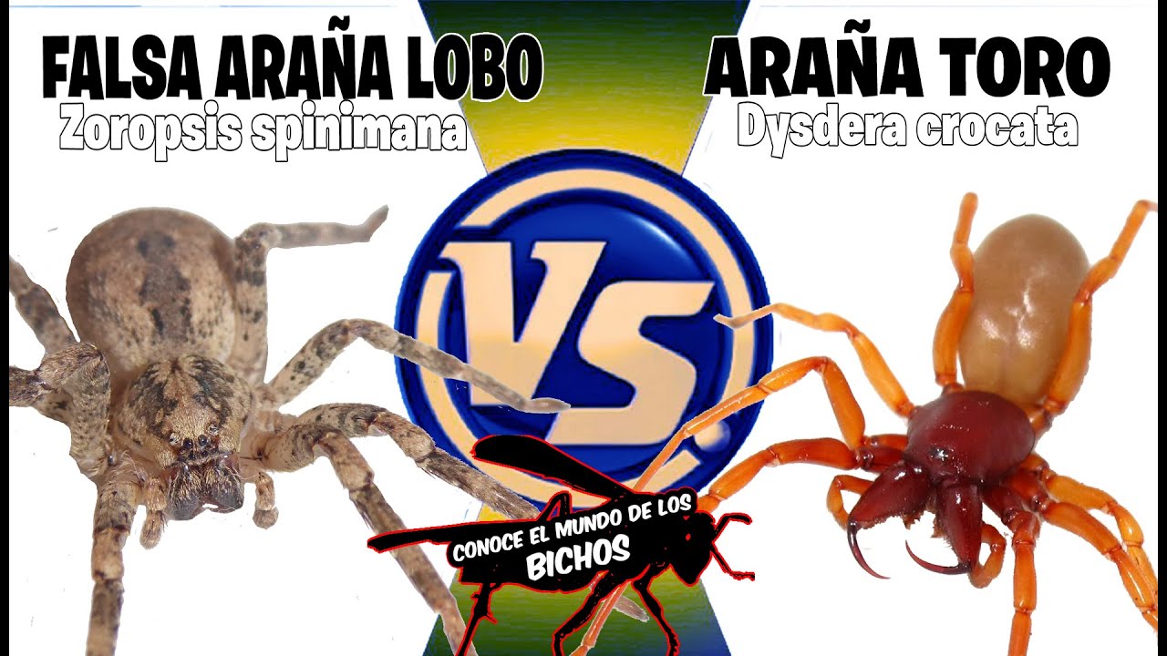 ARAÑA TORO VS FALSA ARAÑA LOBO - COMENTADO - YouTube