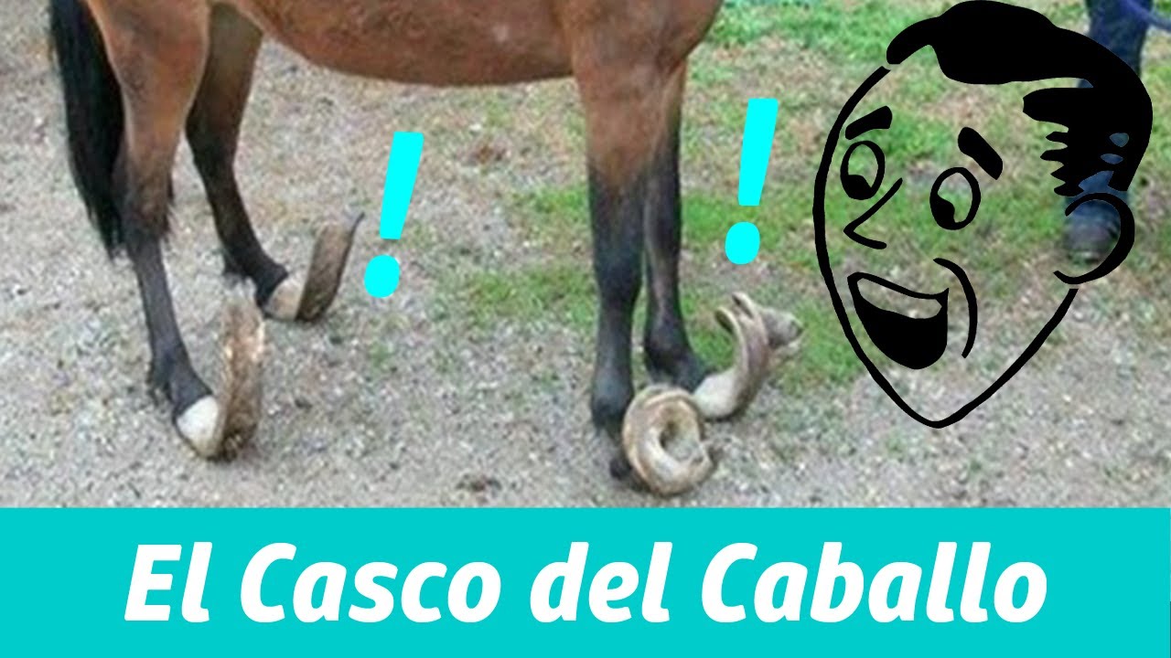 Cuidado de los cascos del caballo. Limpieza de los cascos. Anatomía de ...