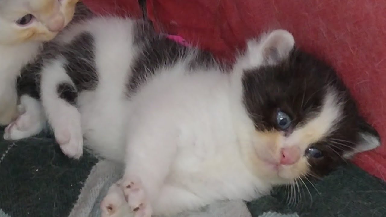 Mother Cat Blocking The Door To Stop Her Kittens Going Out Of Home ...