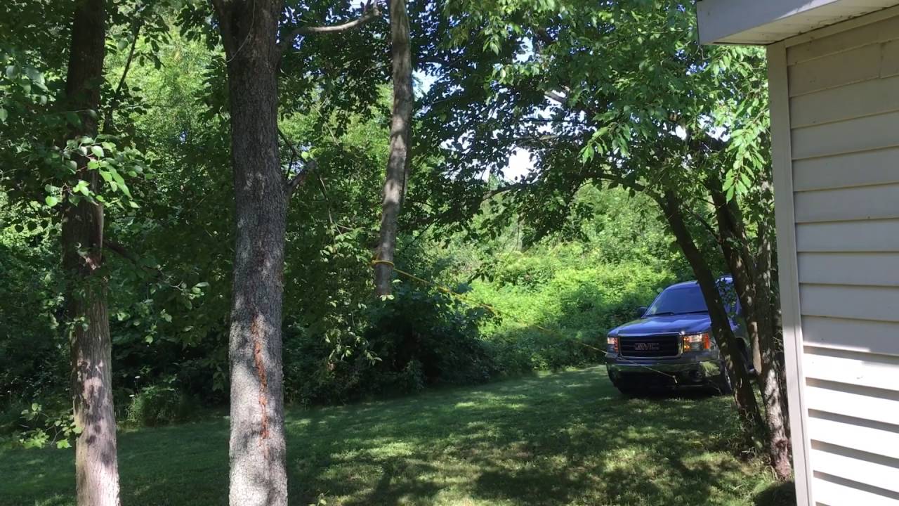 trying-to-pull-down-the-limb-youtube