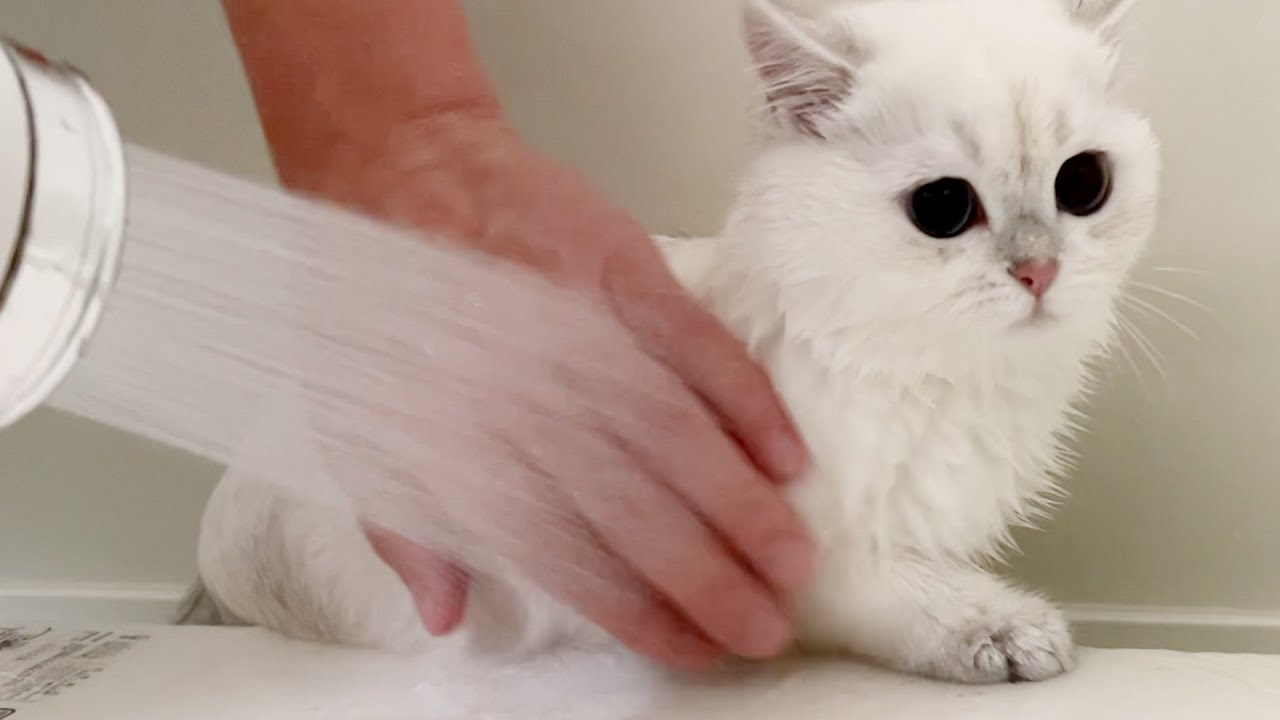 I prepared a hot spring for my kitten, but it was rejected with all my ...