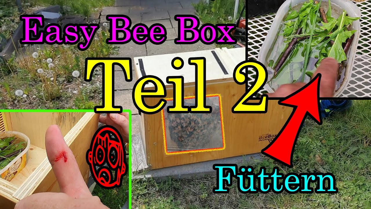 Easy Bee Box Teil 2 Füttern der Schwarm braucht Energy - YouTube
