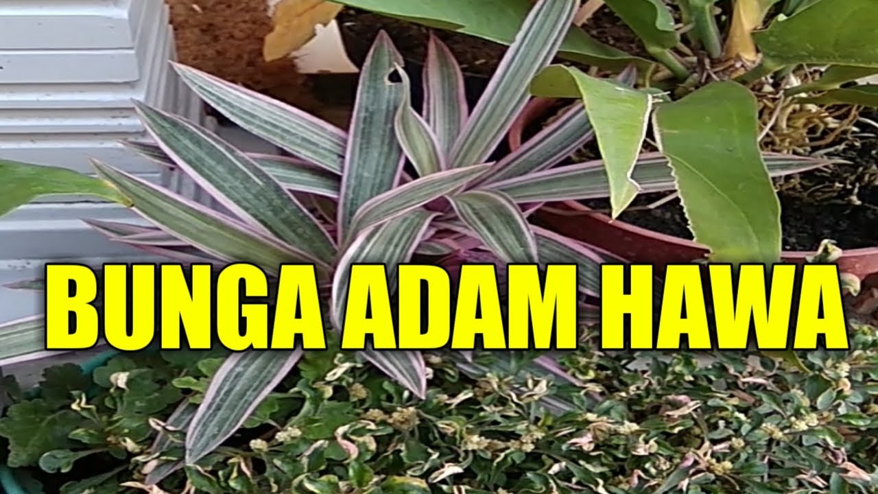 JENIS BUNGA ADAM HAWA - YouTube