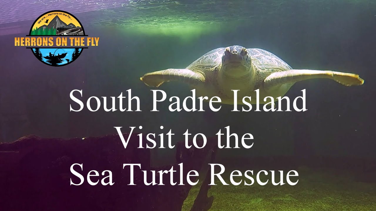 South Padre Island visit to the Sea Turtle Inc. Rescue Center - amazing ...