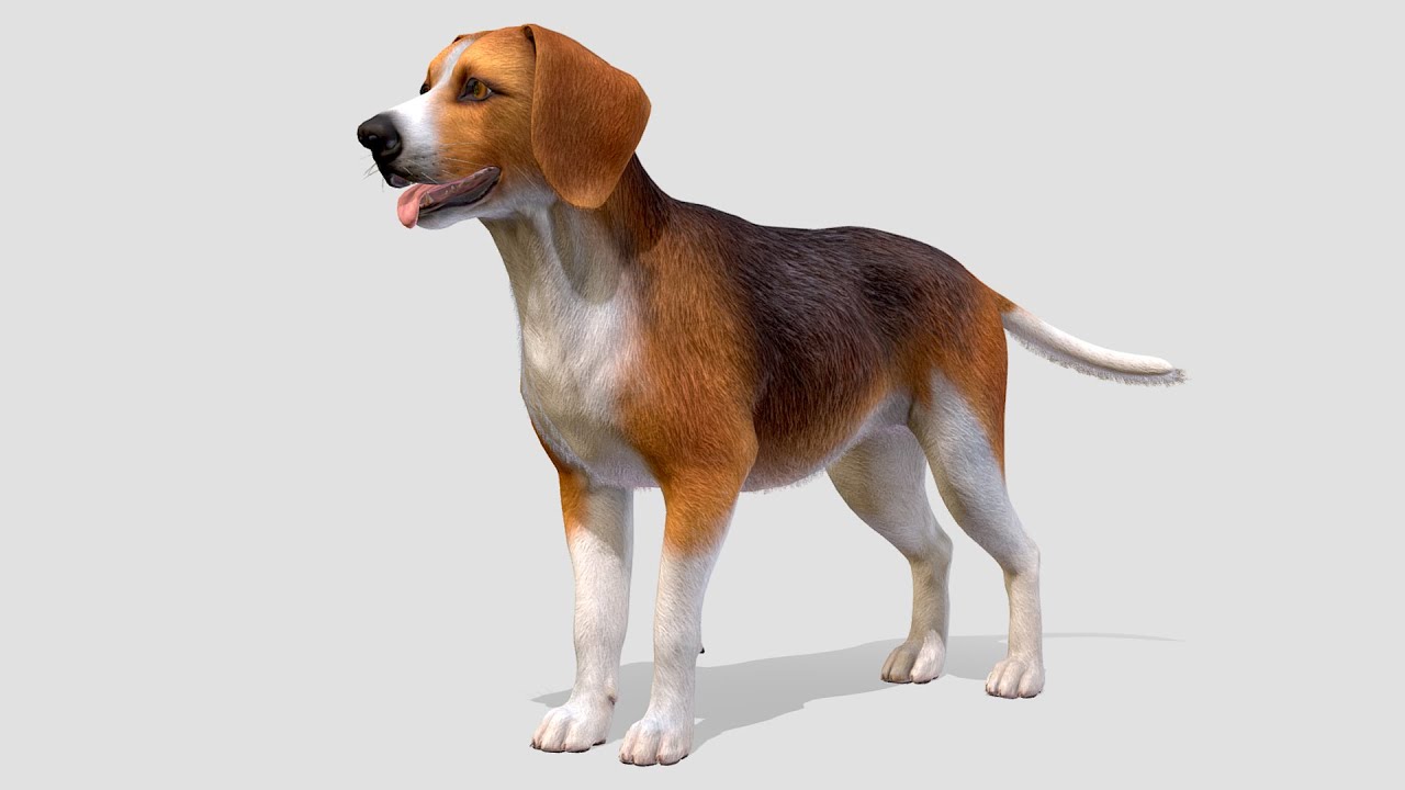 Beagle Animations - YouTube