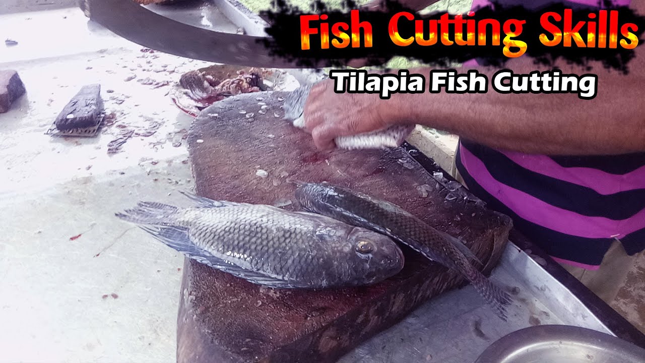 Lake Fish Tilapia |slicing fish | fishing fish| cutting slicing - YouTube