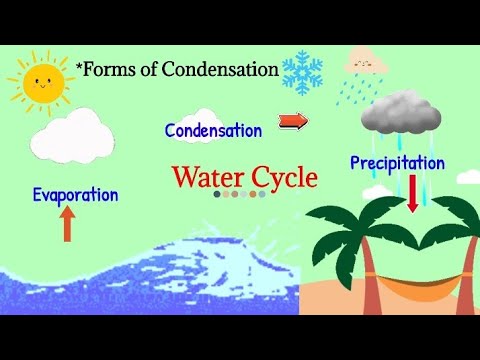 Forms of Condensation class 4 l Water cycle l Air, water and weather l ...