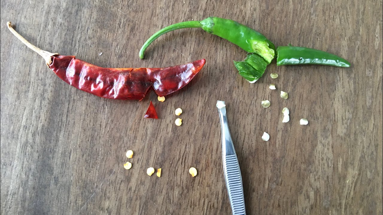 Chilli Seed Paper Towel Germination Experiment 24OCT21 API # 301 - YouTube