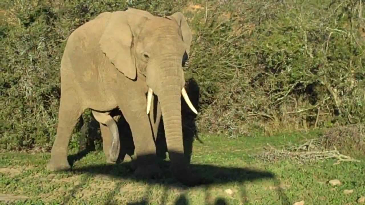 Hung elephant waves at the camera - YouTube