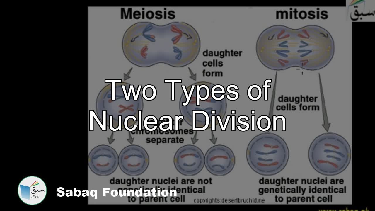 Two types of Nuclear Division, Biology Lecture | Sabaq.pk - YouTube