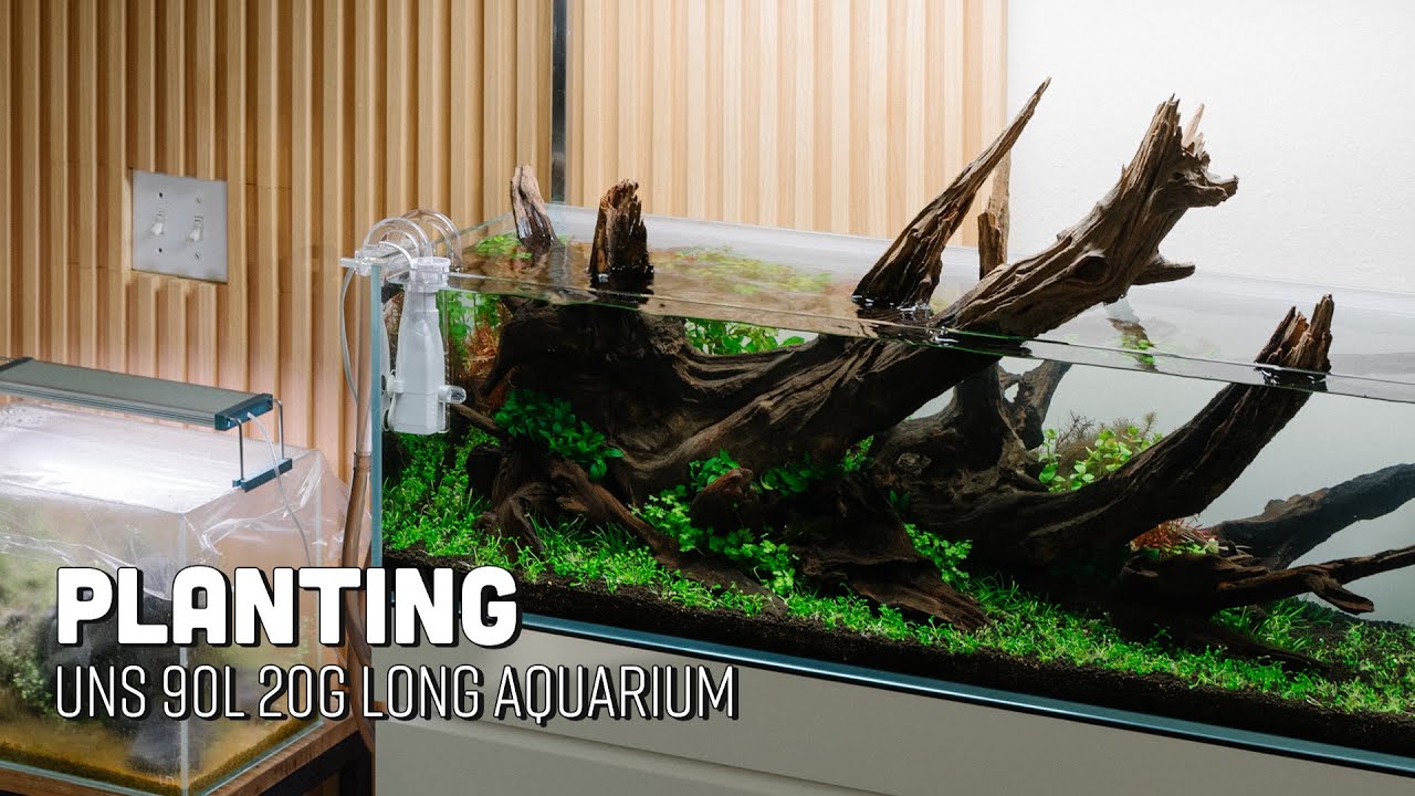 20G Long Planted Aquarium - Planting - YouTube