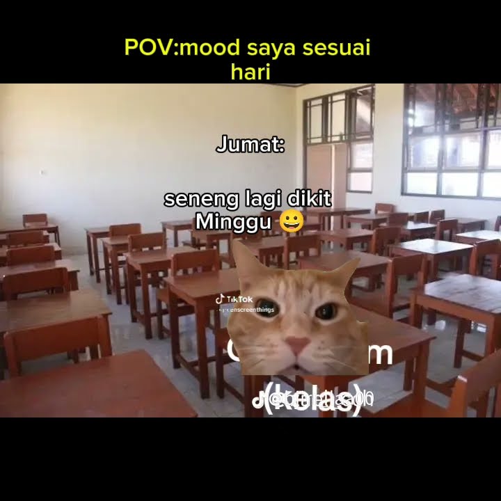 mood kucing sesuai hari - YouTube