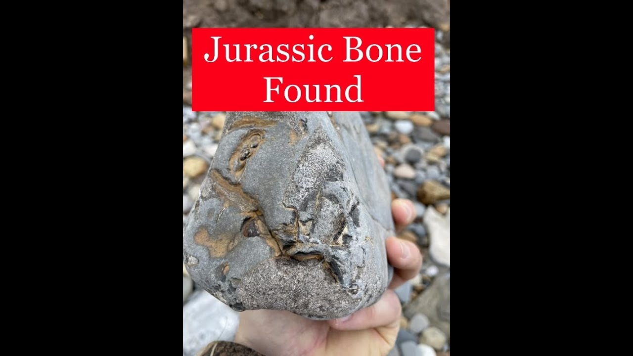 Yorkshire Fossil Hunting Runswick Bay April 2023 #fossilhunting # ...