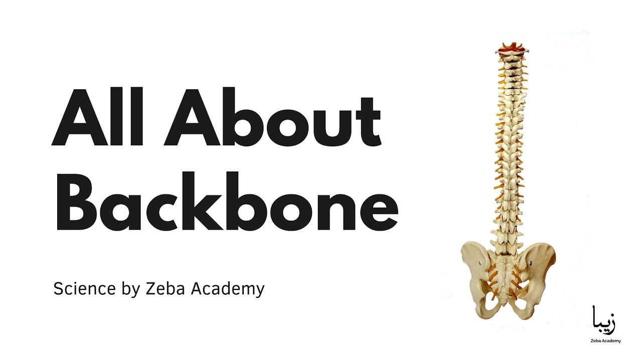 All About Backbone | Science by Zeba Academy - YouTube