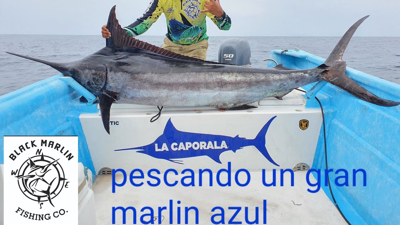 gran pelea con un marlin azul de 200 lbs. - YouTube