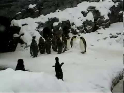 Penguin clapping applause Pinguin klatscht Applaus