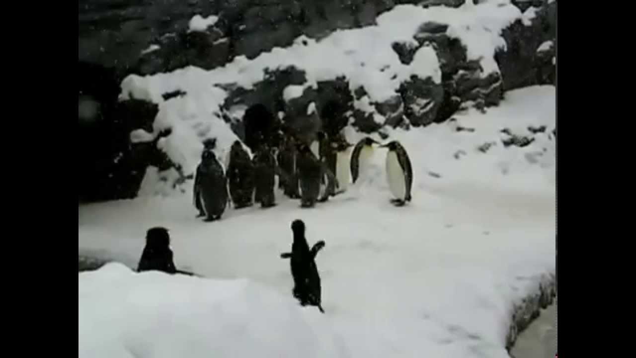 Penguin clapping applause Pinguin klatscht Applaus - YouTube
