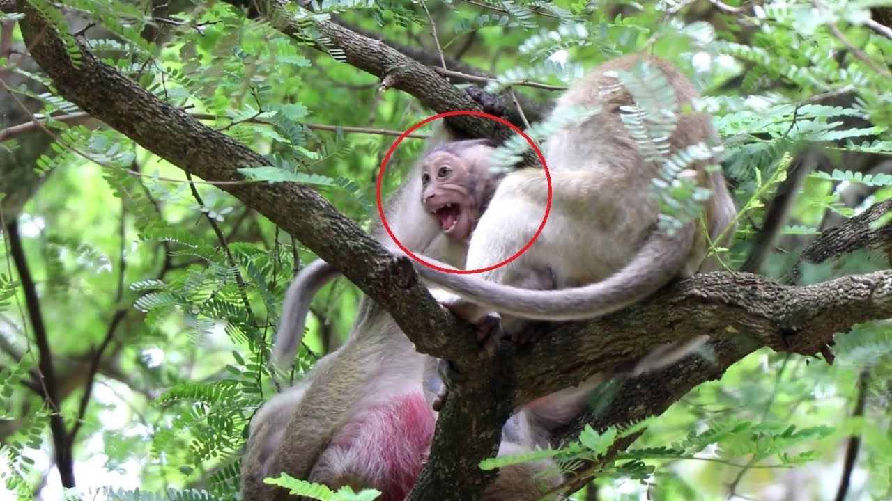 The baby monkey shouted loudly - Top monkey baby play - Monkeys eat ...