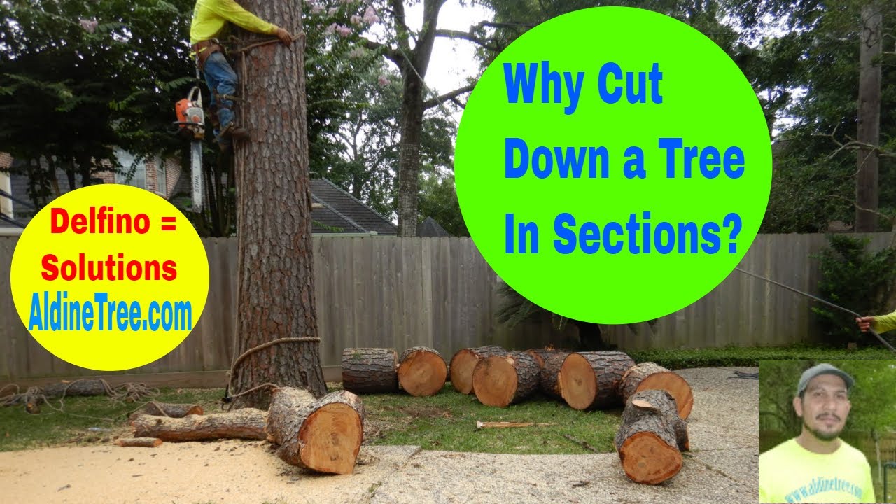 Why should I cut down a tree in sections? (Houston Service benefits ...