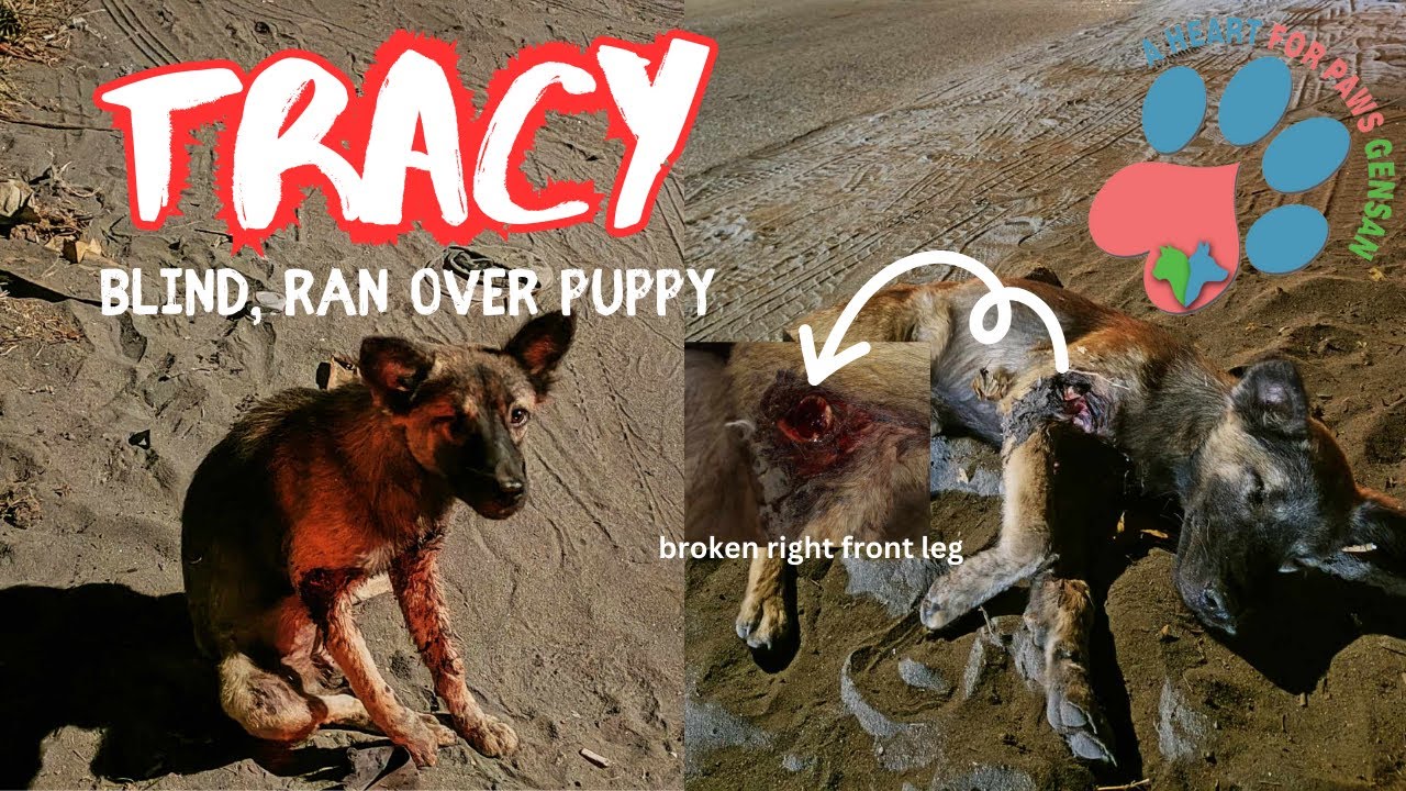 Tracy, the blind, ran over puppy - YouTube