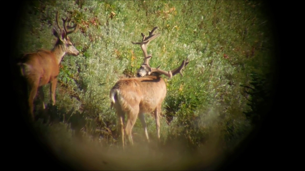 The Best of 2016 - MonsterMuleys.com - YouTube
