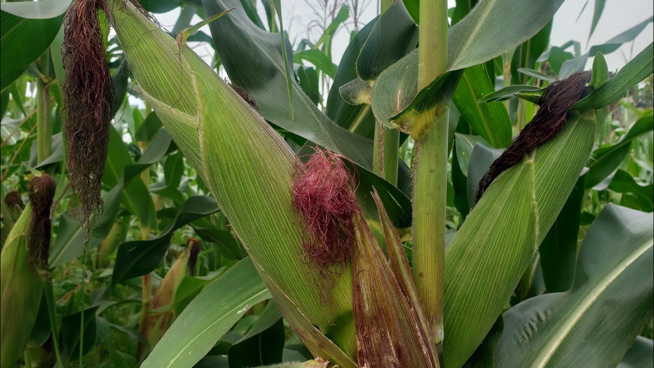 Maize Farming Guide For Higher Yield DK777 - YouTube