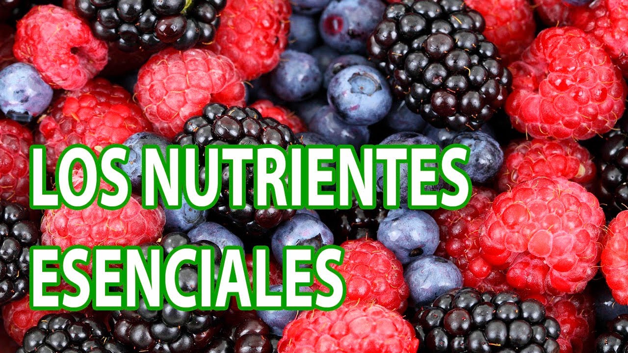 Qué son los nutrientes esenciales - YouTube