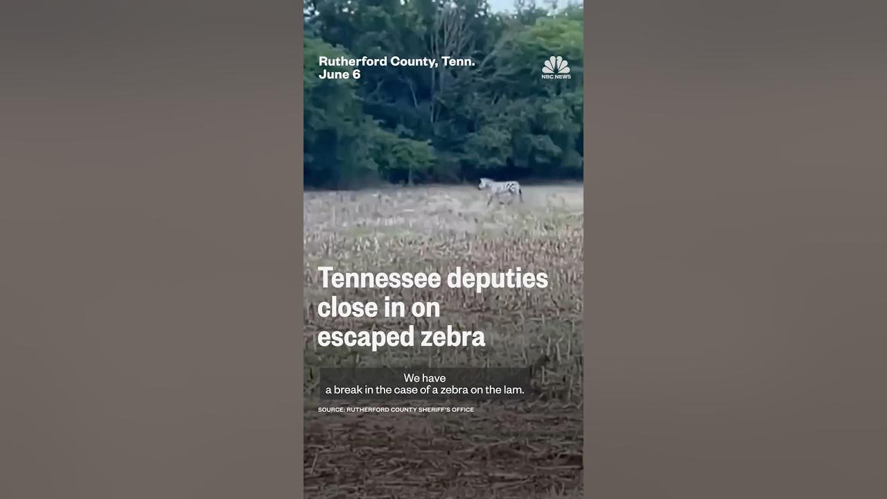 Tennessee deputies close in on escaped zebra - YouTube