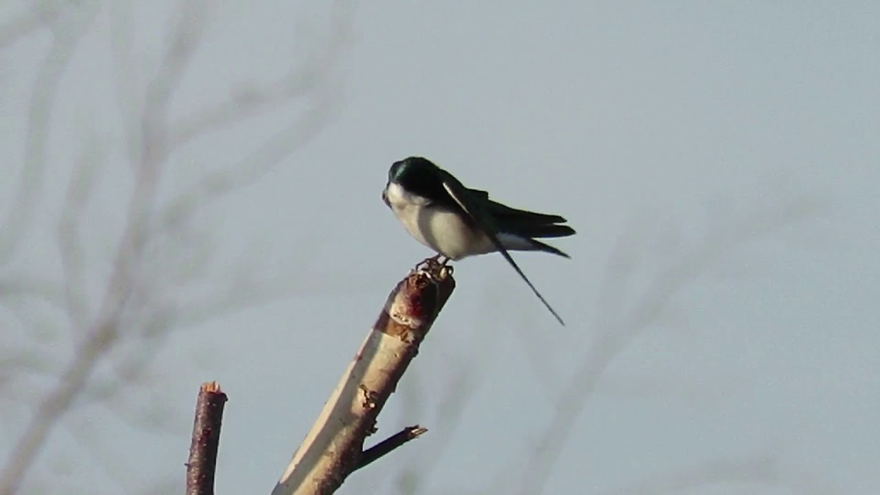 Tree swallow - YouTube