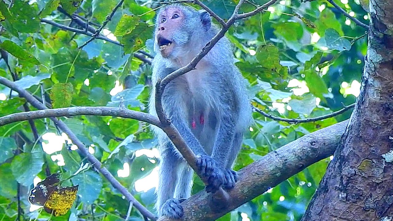 Jane monkey may getting insane because she tried @nnounce she able ...