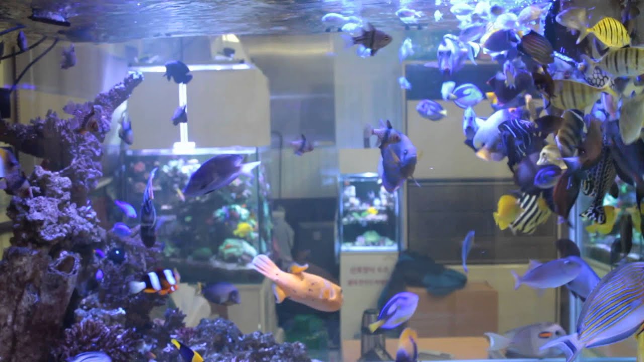 DK. Reef Tank Fish Only Tank - YouTube