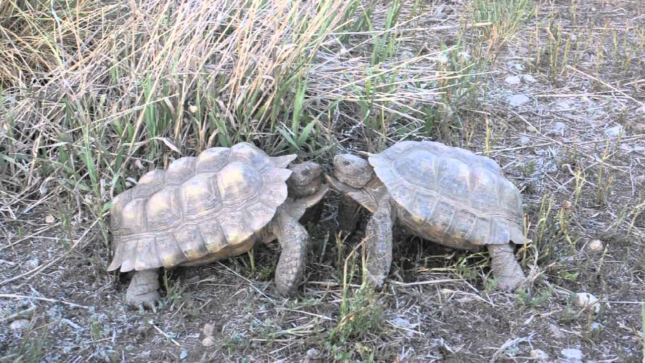 Desert Tortoises fight for dominance. - YouTube