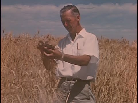 Harvest - Workprint Reel 6