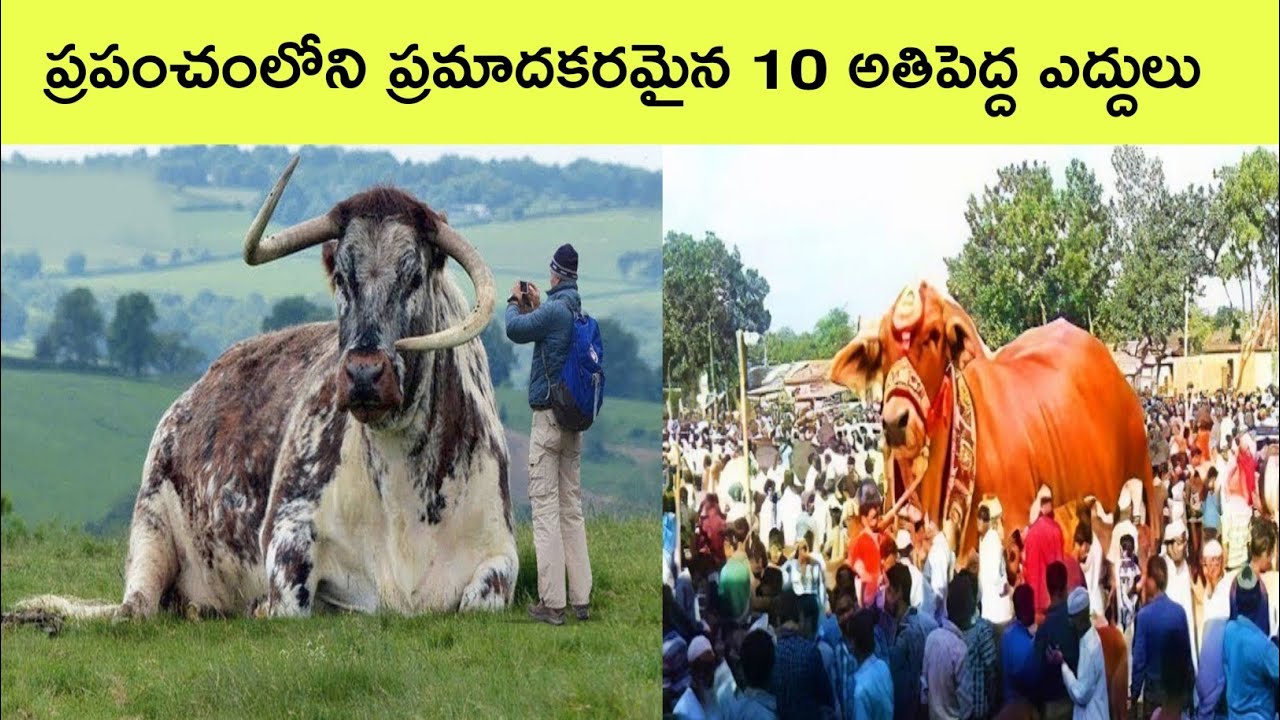 Facts about Indian bull SULTAN | Bulls | BMC facts | Telugu - YouTube