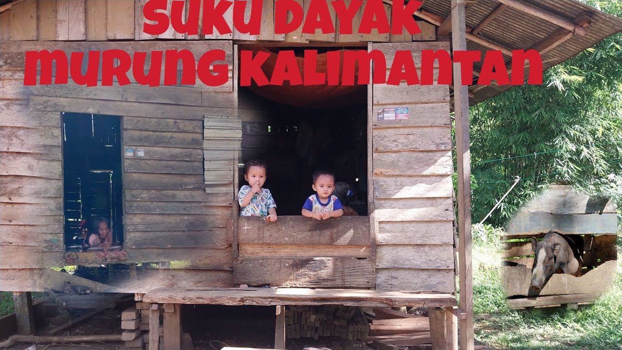 Kehidupan Suku Dayak Terasing Kalimantan - YouTube