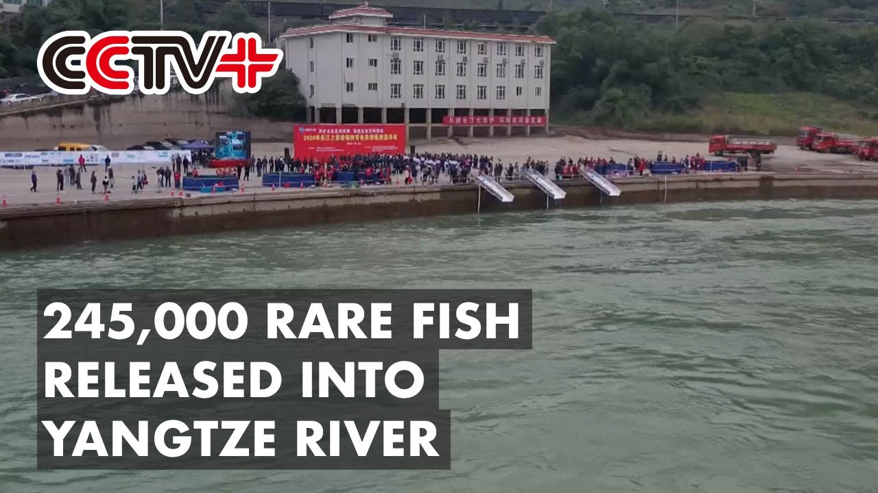 245,000 Rare Fish Released into Upper Reach of Yangtze River - YouTube