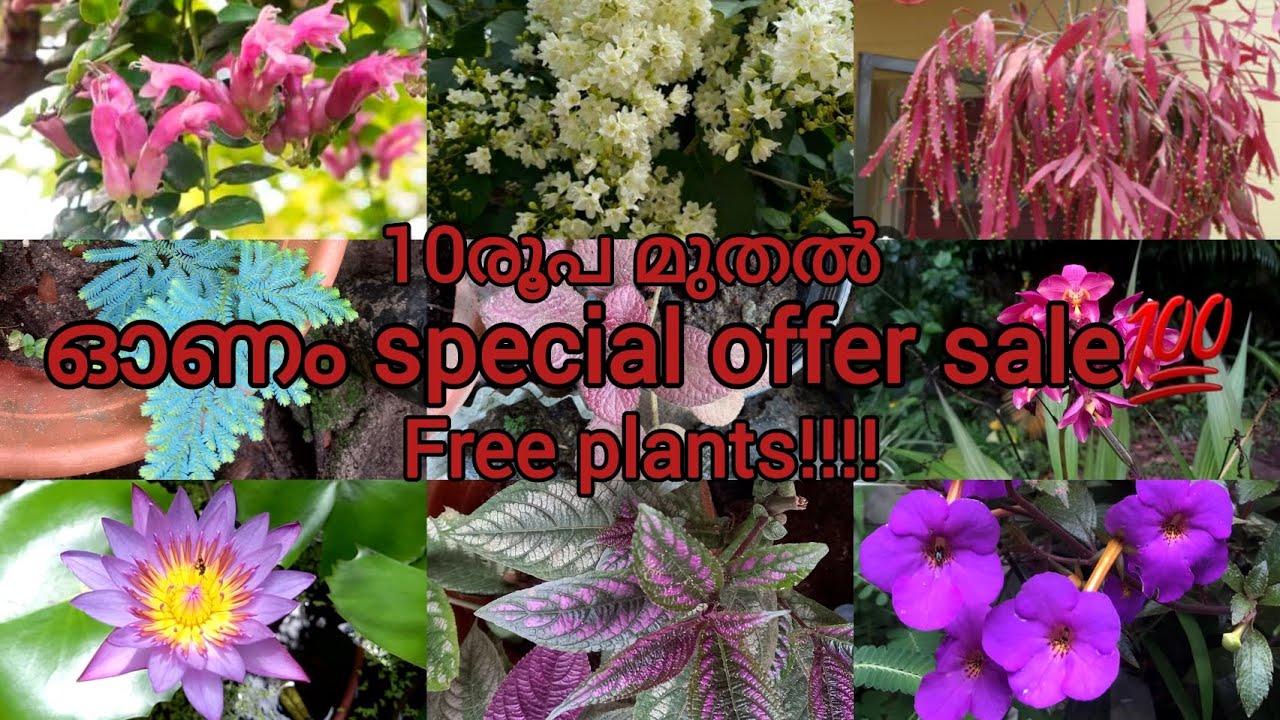 ചെടികള്‍ 10രൂപ മുതല്‍|onam special offer sale|free plants‼️‼️ - YouTube