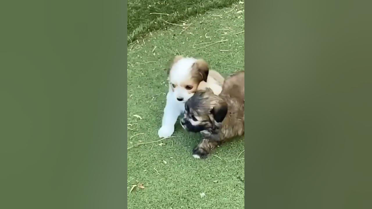 Puppy Play Time short shortsbeta YouTube puppy-play-time-short-shortsbeta-youtube