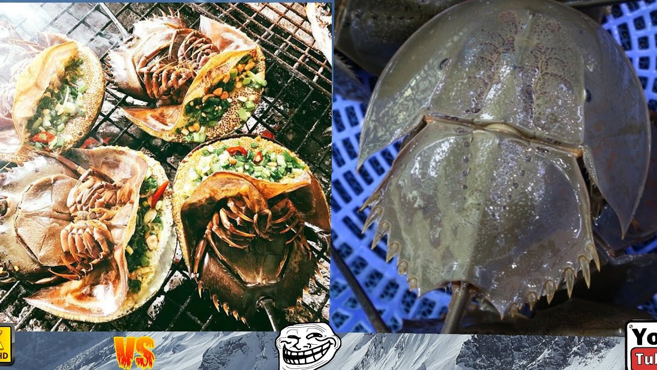 Cách phân biệt giữa Con Sam và Con So lông để tránh tình trạng mua nhầm ...