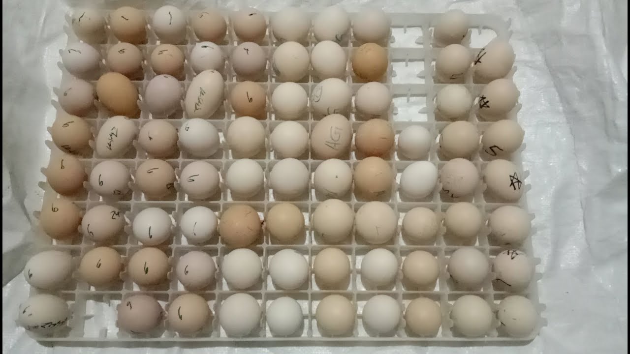 Chicken Eggs Unfertilized Vs Fertilized YouTube chicken-eggs-unfertilized-vs-fertilized-youtube