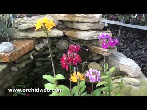How To Take Care Of Hybrid Epidendrum Orchids