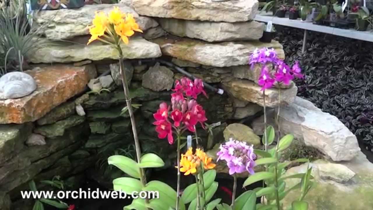 OrchidWeb - Epidendrum hybrids - YouTube