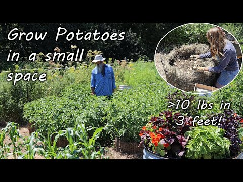 S1E6 Grow potatoes in small spaces - YouTube