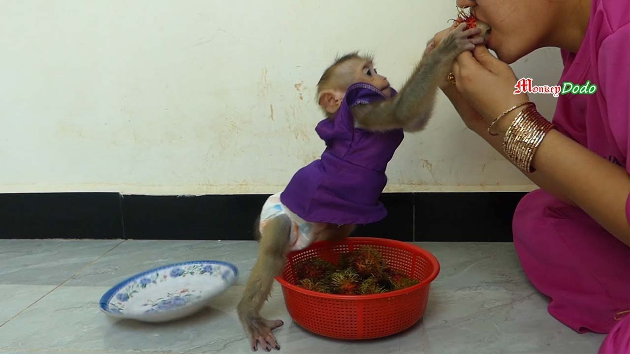 Wow Jenna Jump Grab Rambutan From Mom Mouth Cuz Mom Eat Alone Not Give ...