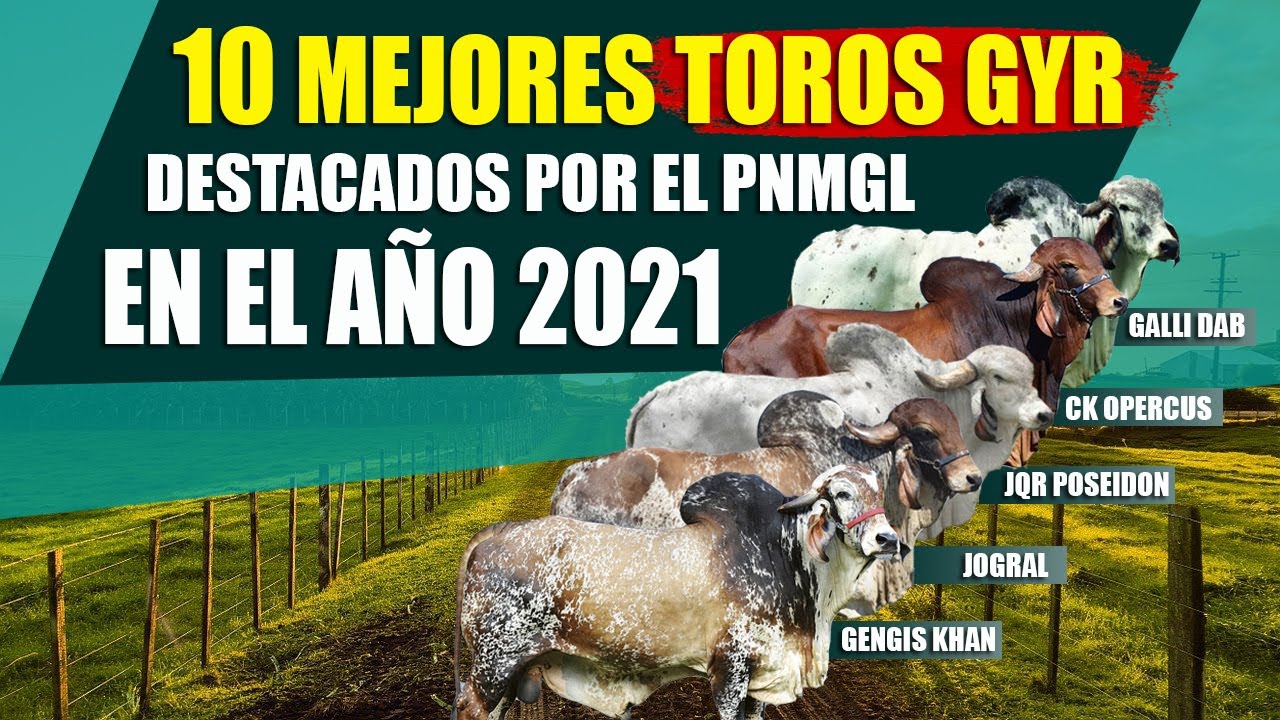 10 MEJORES TOROS GYR DESTACADOS POR EL PNMGL EN EL AÑO 2021 - YouTube