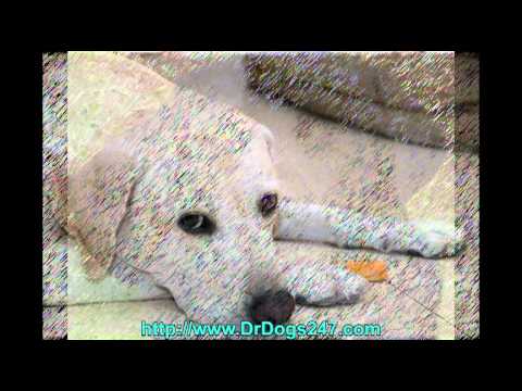 Ear Infection in Labrador Retrievers.mp4 - YouTube