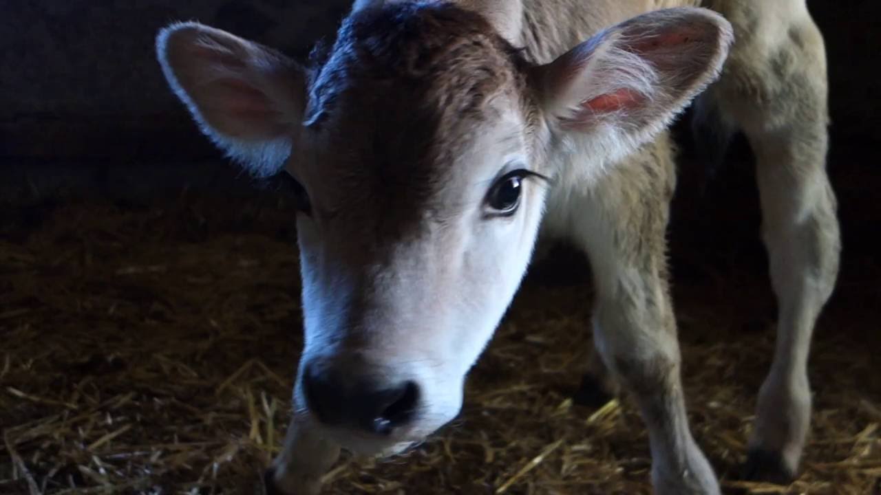cutest baby cow birth at arpisson, italian alps - YouTube